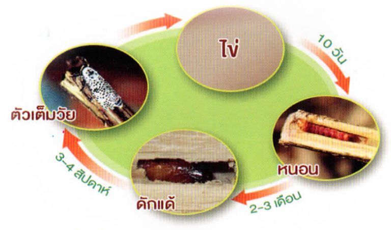 มาทำความรู้จัก แมลงศัตรูกาแฟ ก่อนลงมือปลูก - SARAKASET.COM